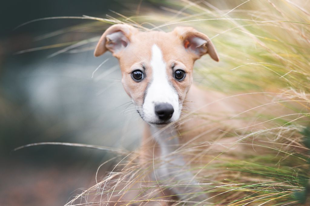 Whippet - The Breed Archive
