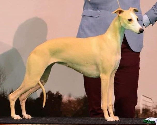 Whippet - The Breed Archive