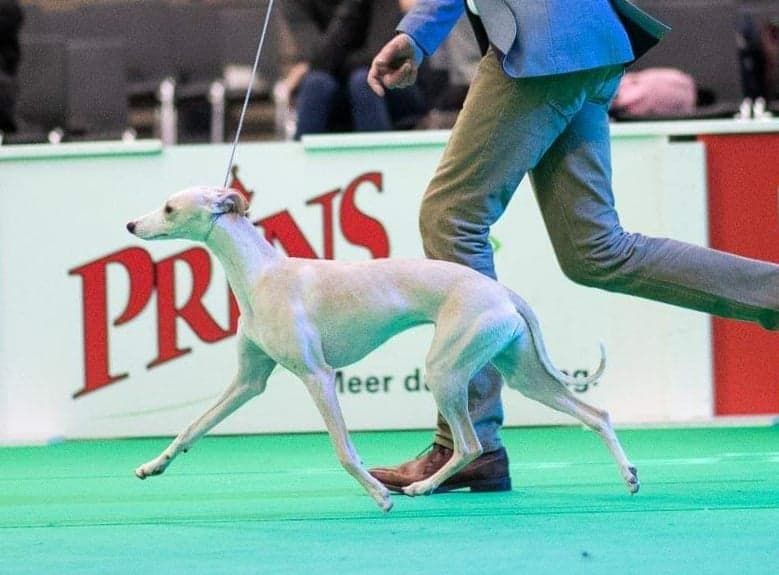 Whippet - The Breed Archive
