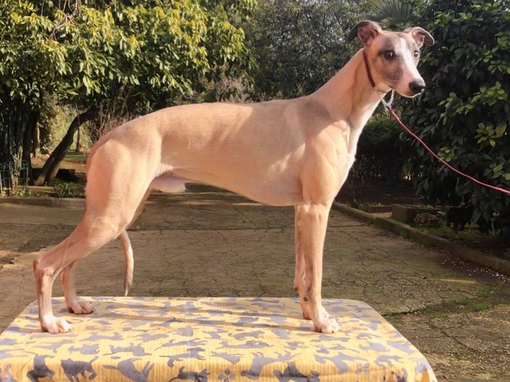 Whippet - The Breed Archive