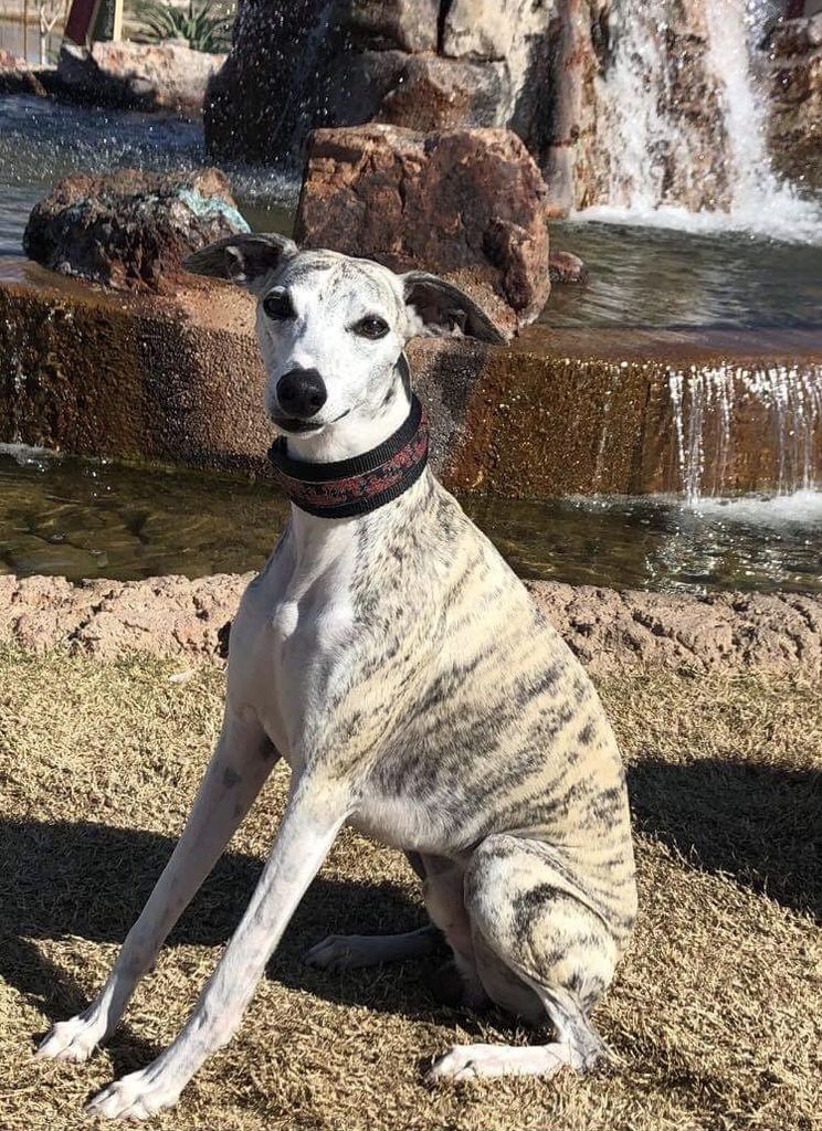 Whippet - The Breed Archive