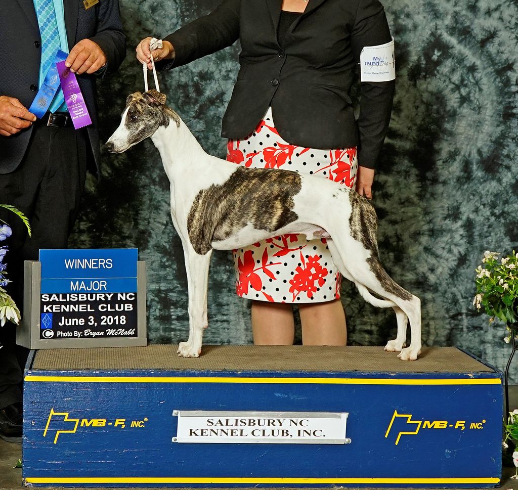 Whippet - The Breed Archive