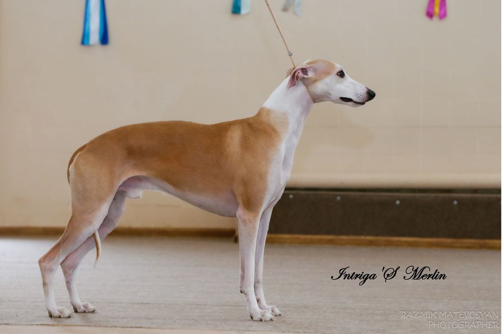 Whippet - The Breed Archive
