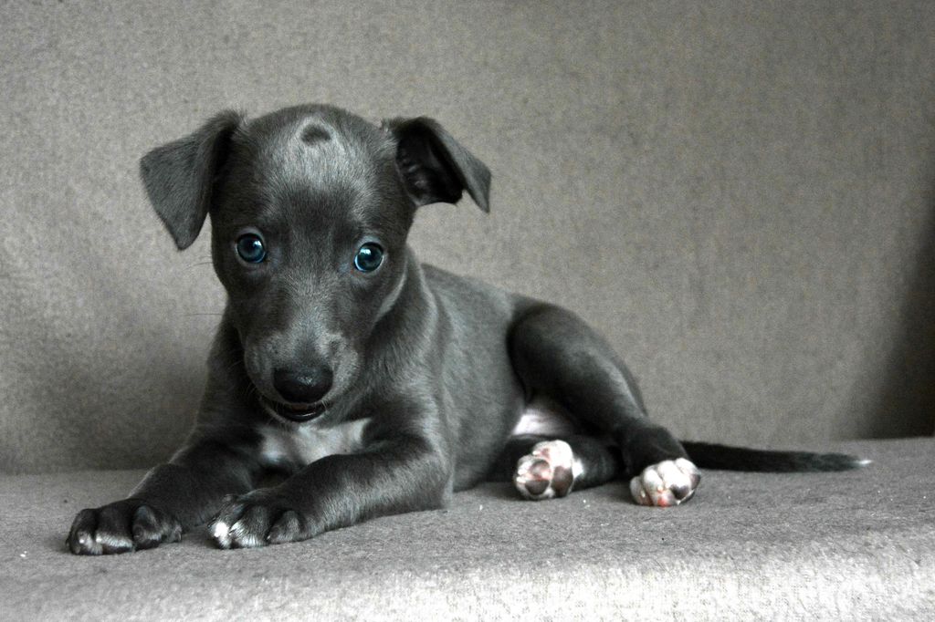 Whippet - The Breed Archive