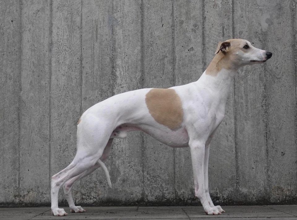 Whippet - The Breed Archive