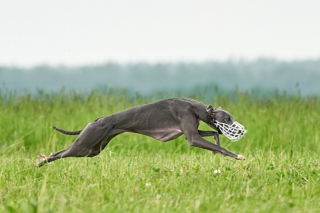 Whippet - The Breed Archive