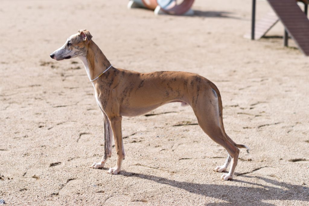 Whippet - The Breed Archive