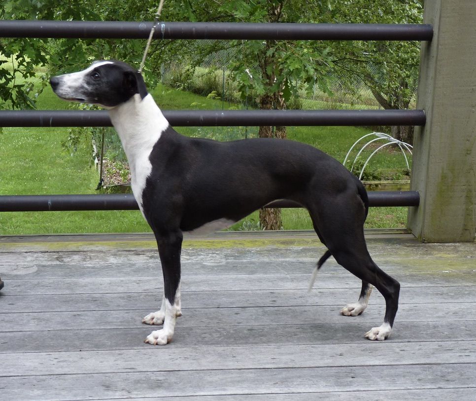 Whippet - The Breed Archive