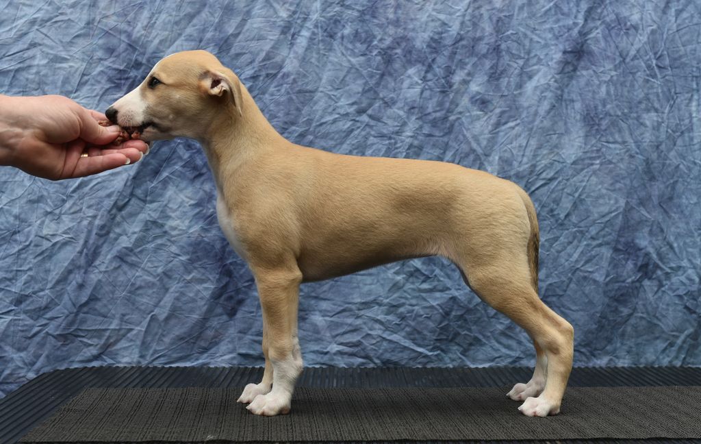 Whippet - The Breed Archive