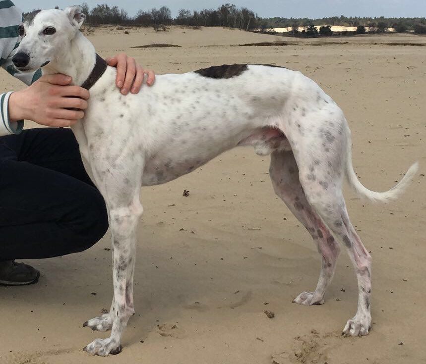 Whippet - The Breed Archive