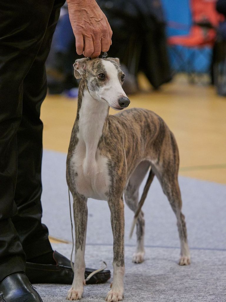 Whippet - The Breed Archive