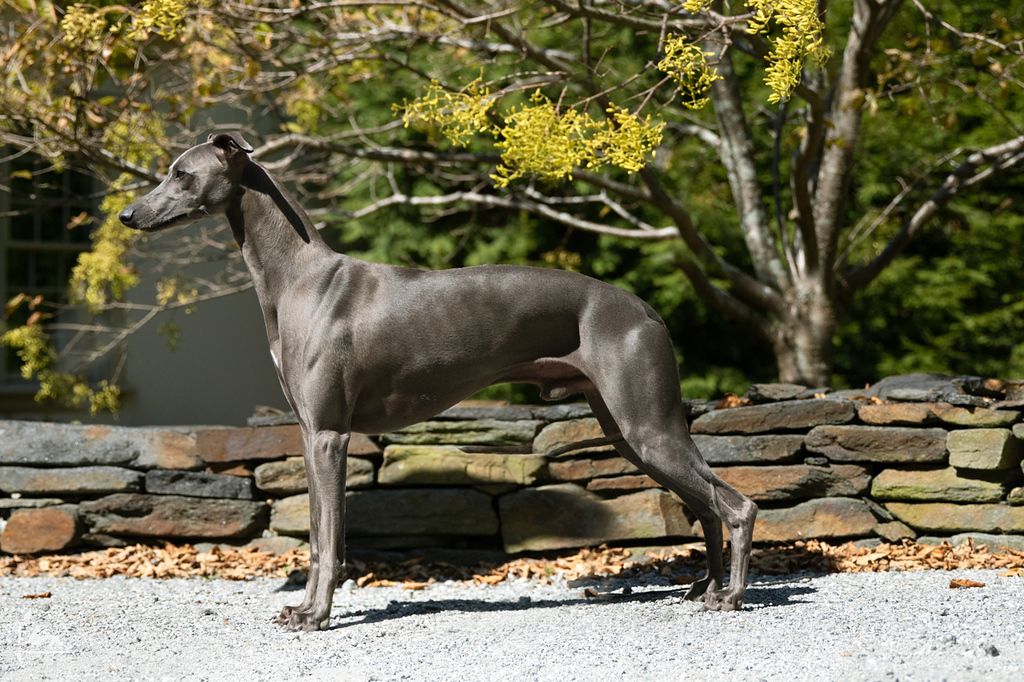 Whippet - The Breed Archive