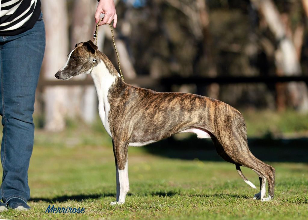 Whippet - The Breed Archive