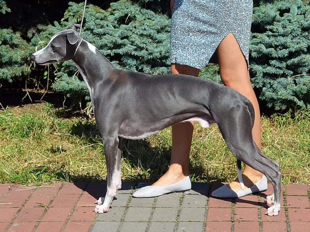Whippet - The Breed Archive