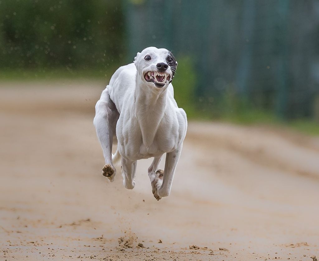 Whippet - The Breed Archive