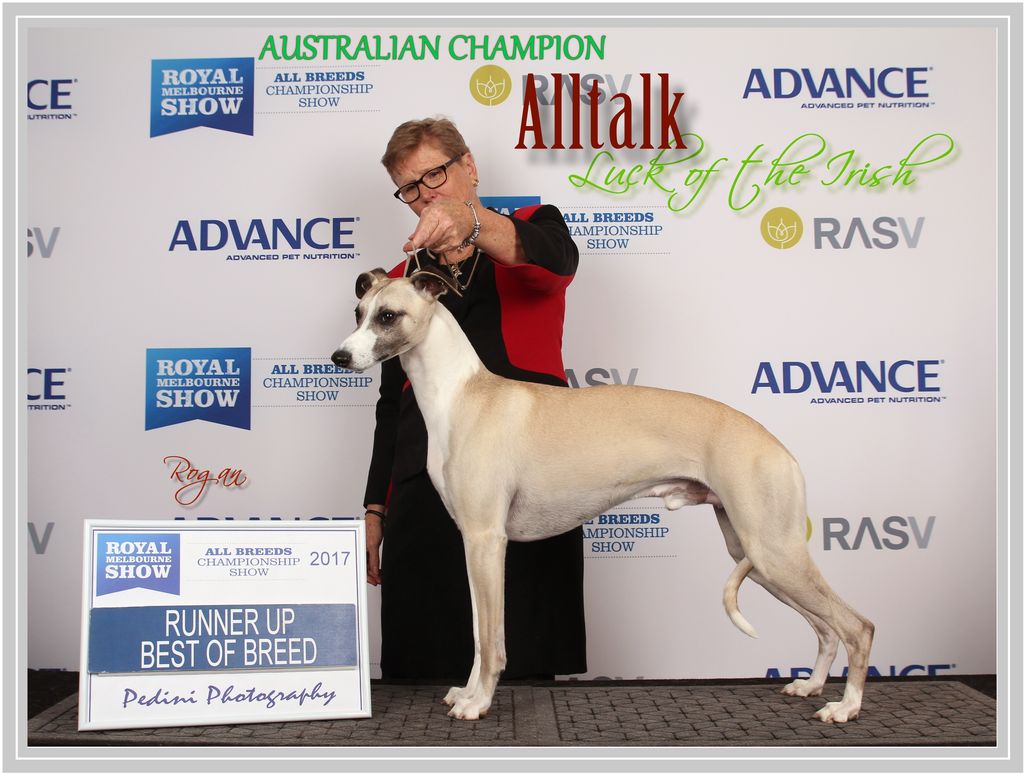 Whippet - The Breed Archive