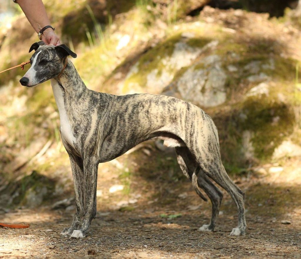 Whippet - The Breed Archive