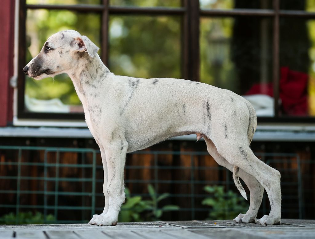 Whippet - The Breed Archive