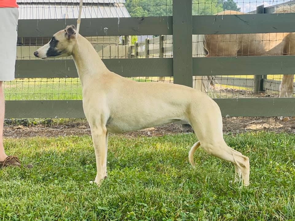 Whippet - The Breed Archive
