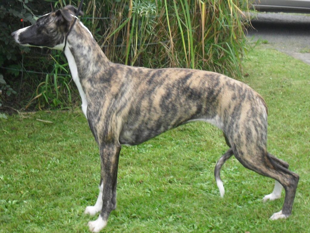 Whippet - The Breed Archive