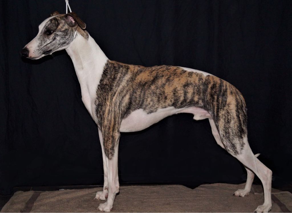 Whippet - The Breed Archive