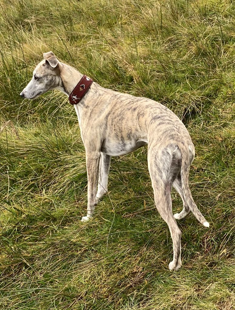 Whippet - The Breed Archive