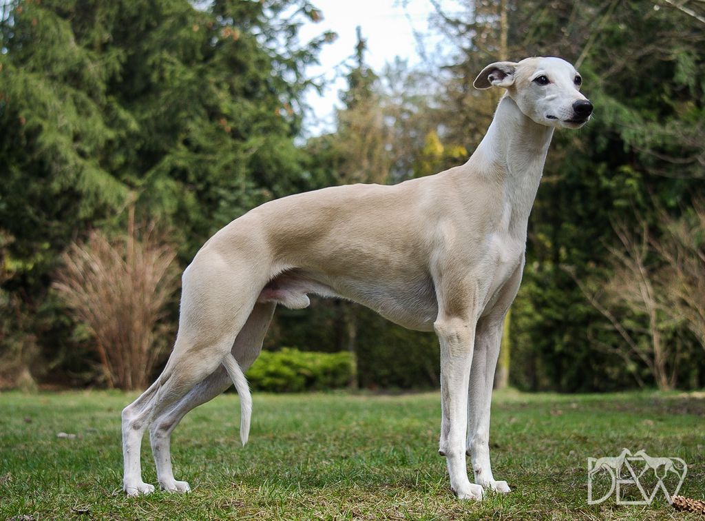 Whippet - The Breed Archive