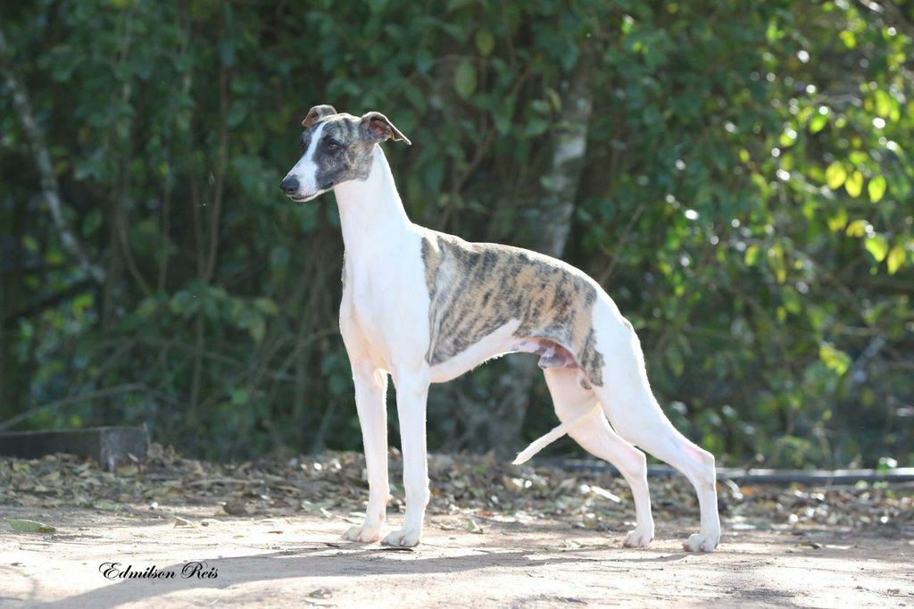 Whippet - The Breed Archive