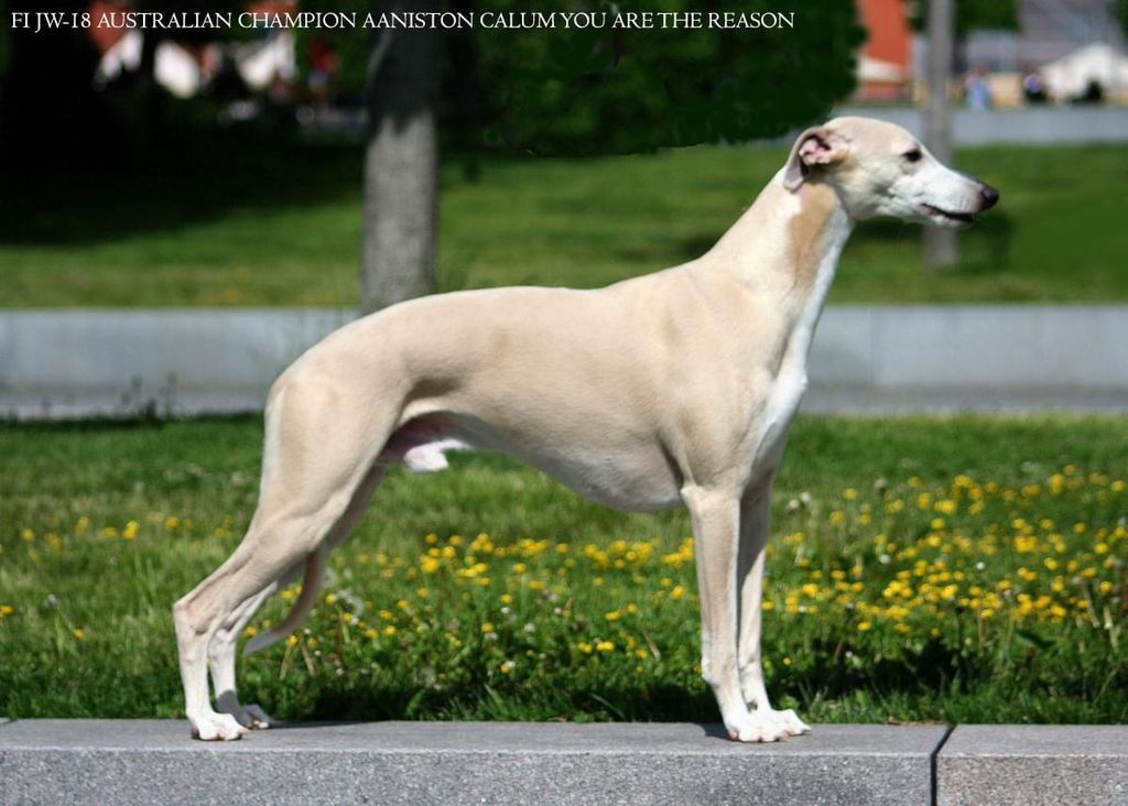 Whippet - The Breed Archive