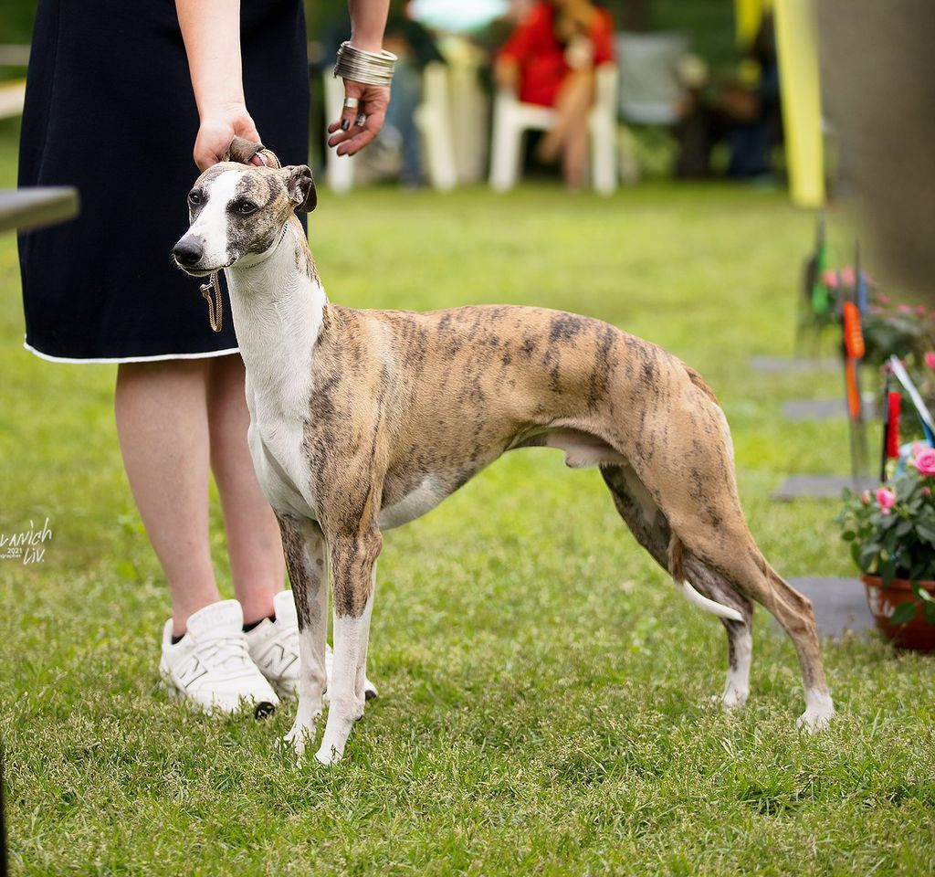 Whippet - The Breed Archive