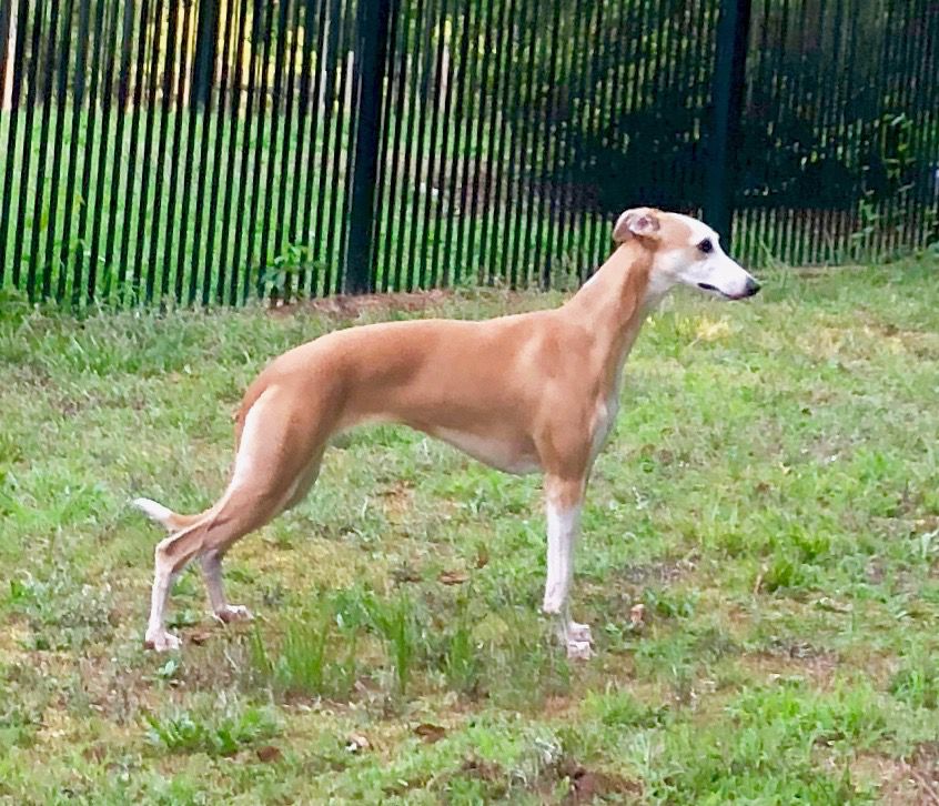 Whippet - The Breed Archive