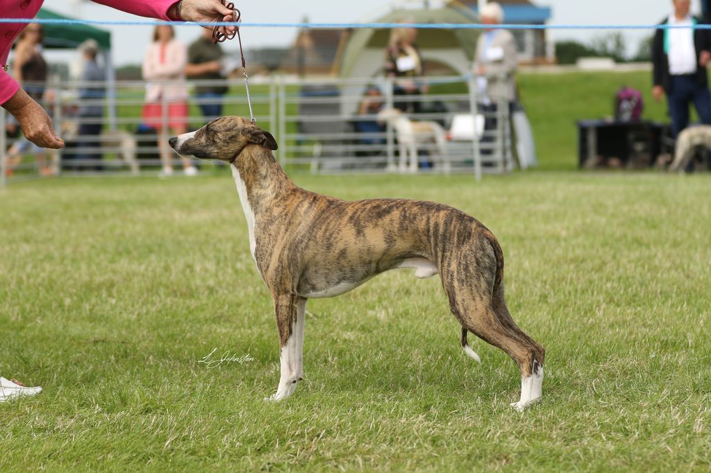 Whippet - The Breed Archive
