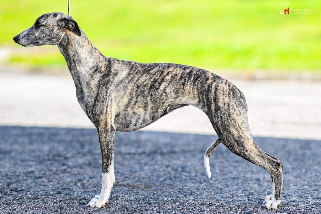 Whippet - The Breed Archive