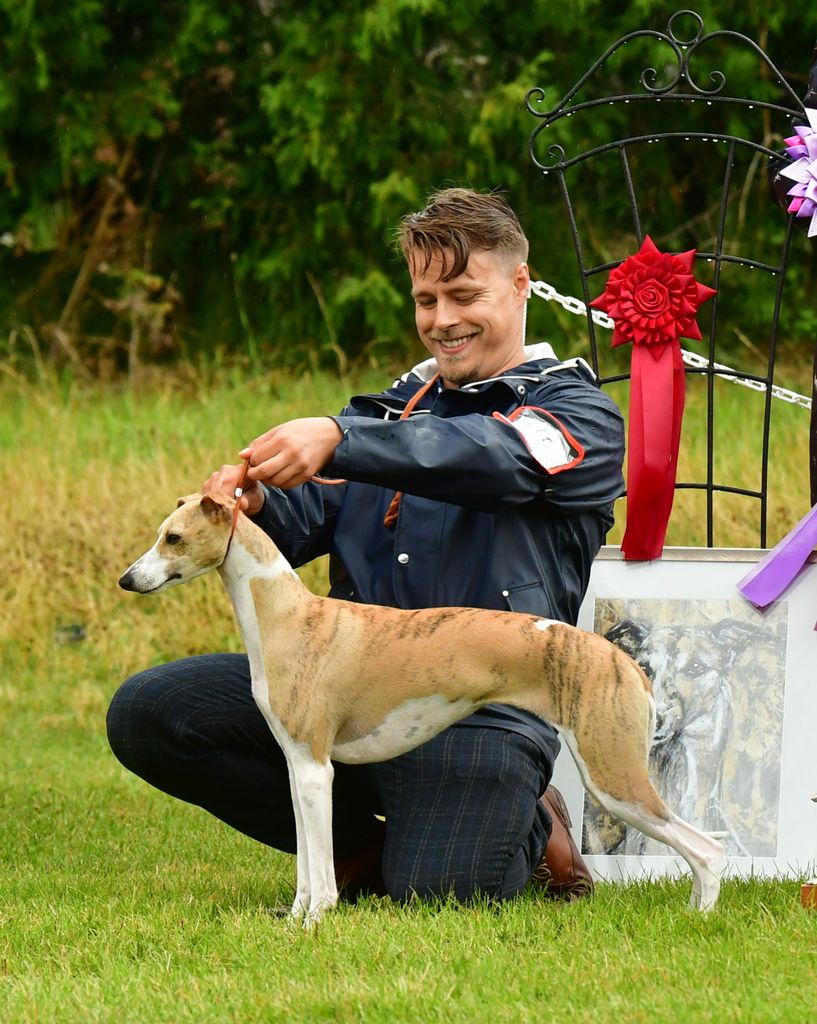 Whippet - The Breed Archive