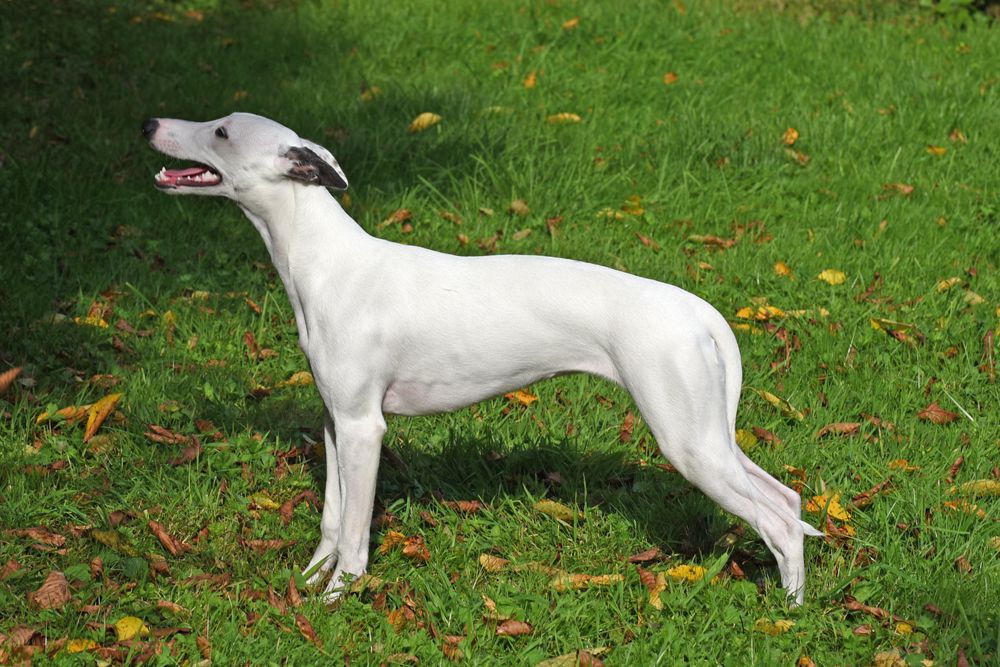 Whippet - The Breed Archive