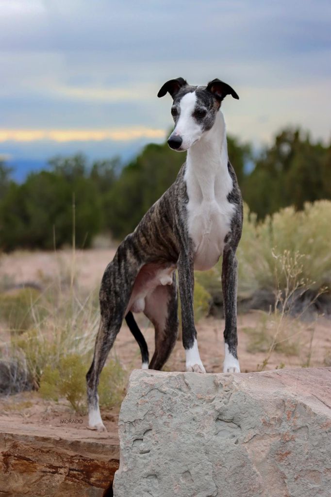 Whippet - The Breed Archive