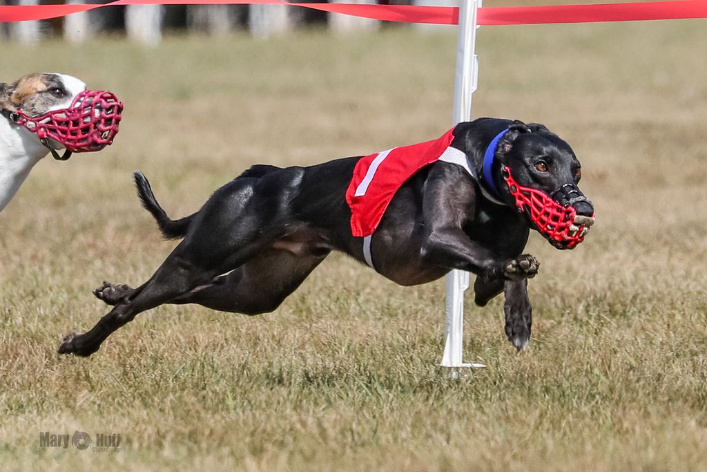 Whippet - The Breed Archive