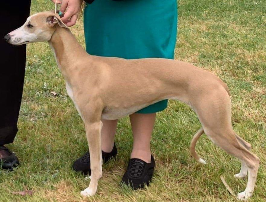 Whippet - The Breed Archive