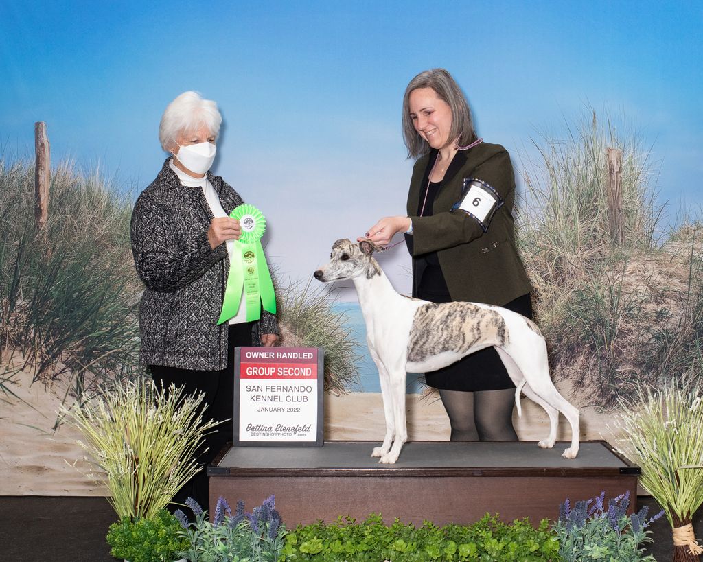 Whippet - The Breed Archive