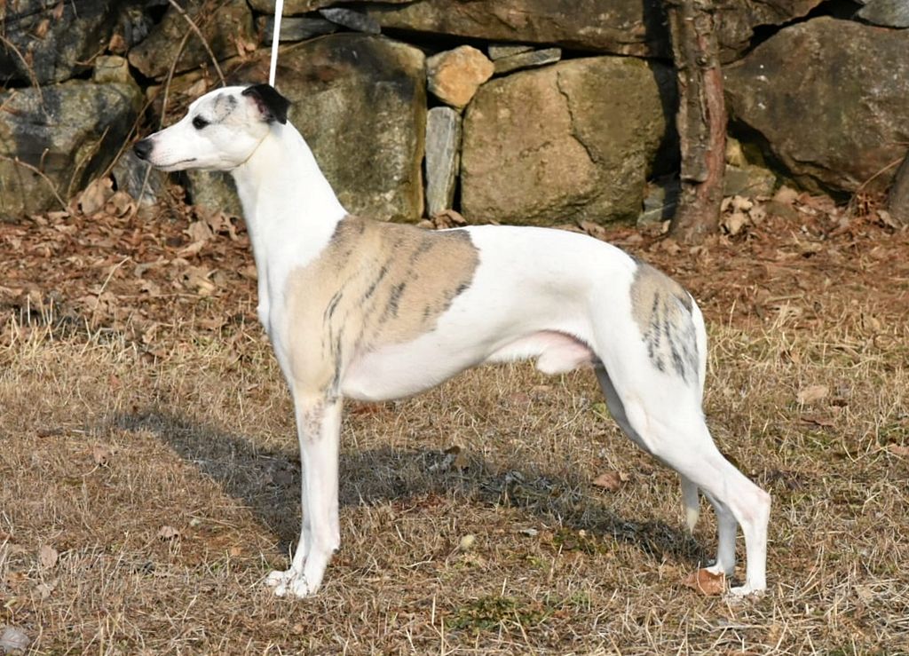 Whippet - The Breed Archive