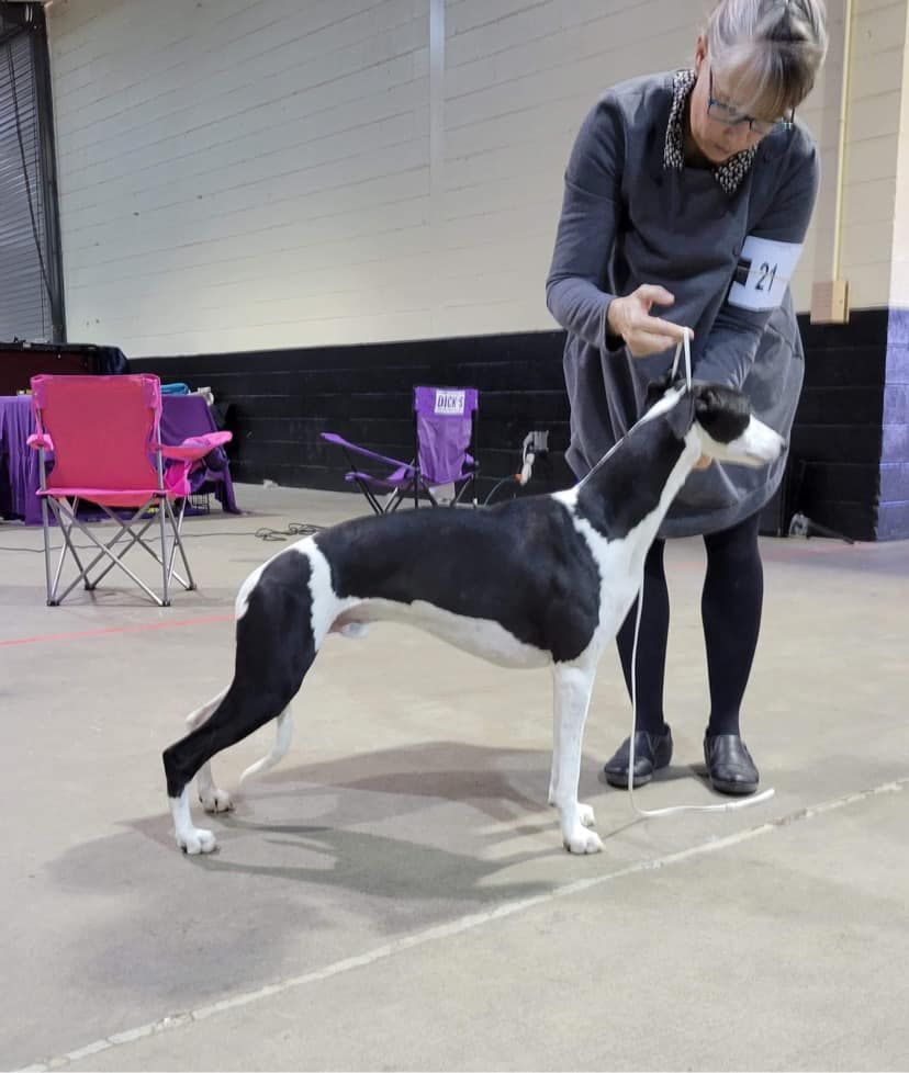 Whippet - The Breed Archive