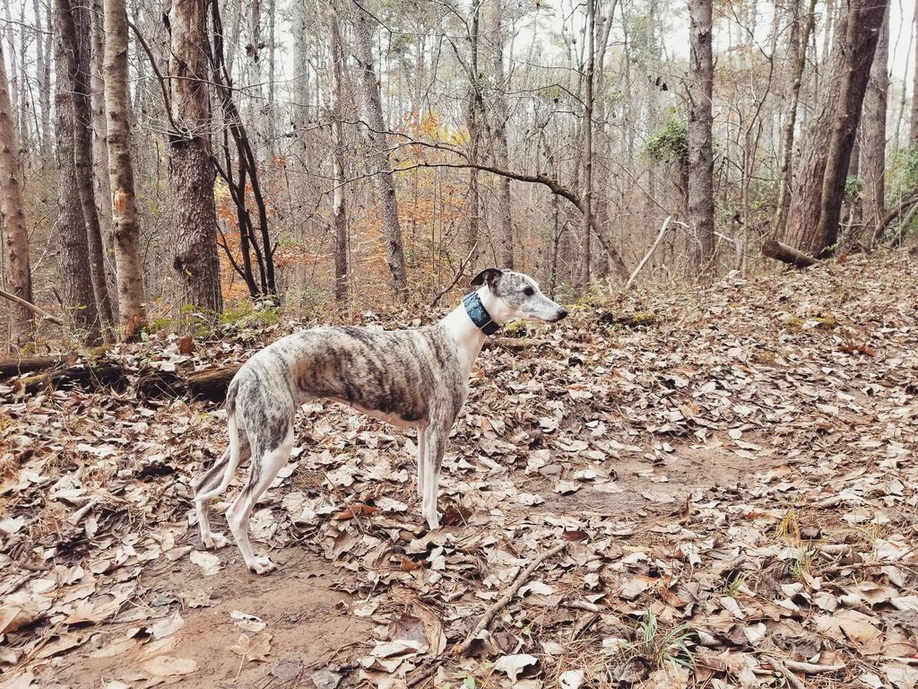 Whippet - The Breed Archive