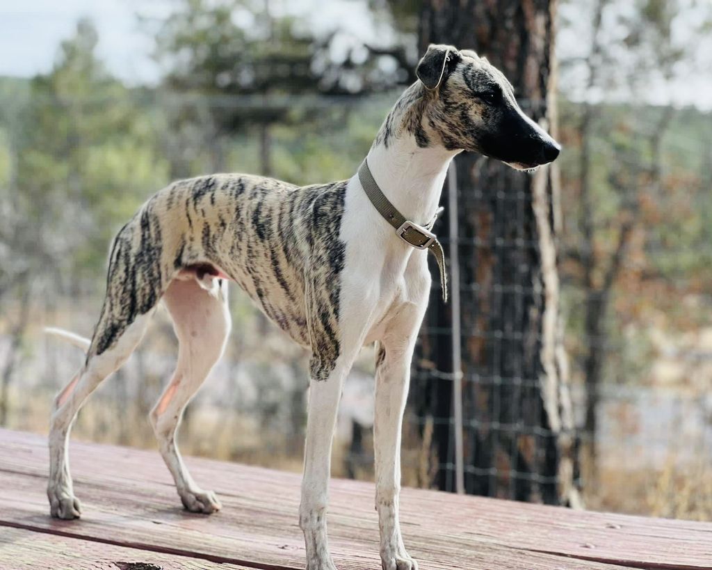 Whippet - The Breed Archive