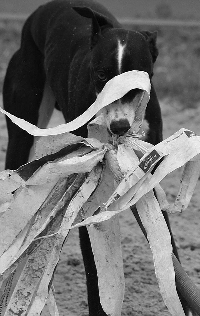 Whippet - The Breed Archive