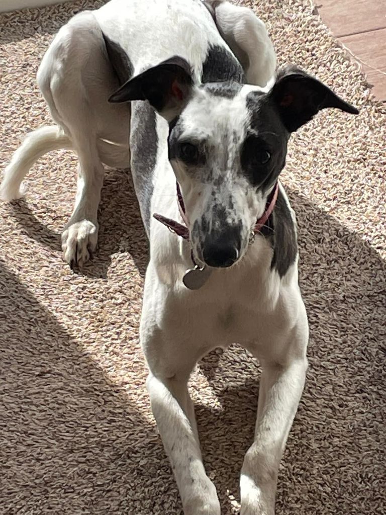 Whippet - The Breed Archive