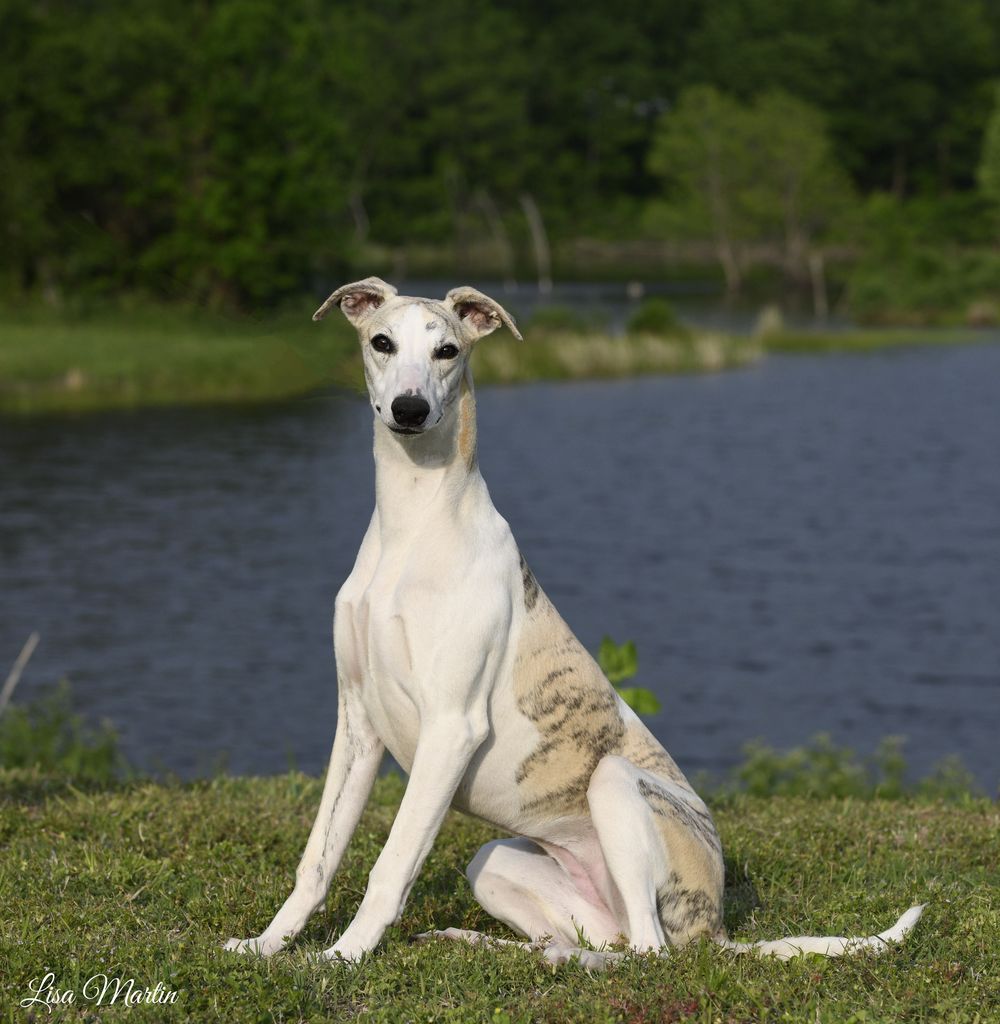 Whippet - The Breed Archive