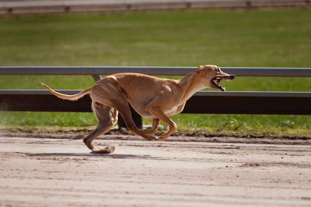 Whippet - The Breed Archive