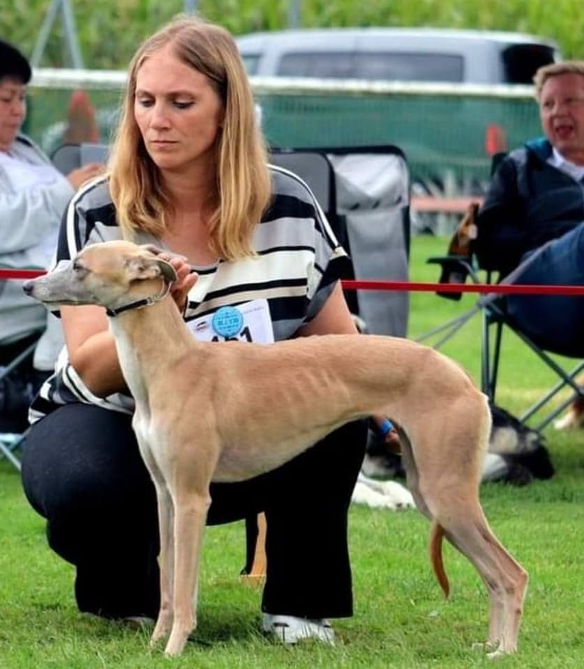 Whippet - The Breed Archive