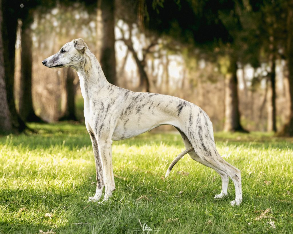 Whippet - The Breed Archive