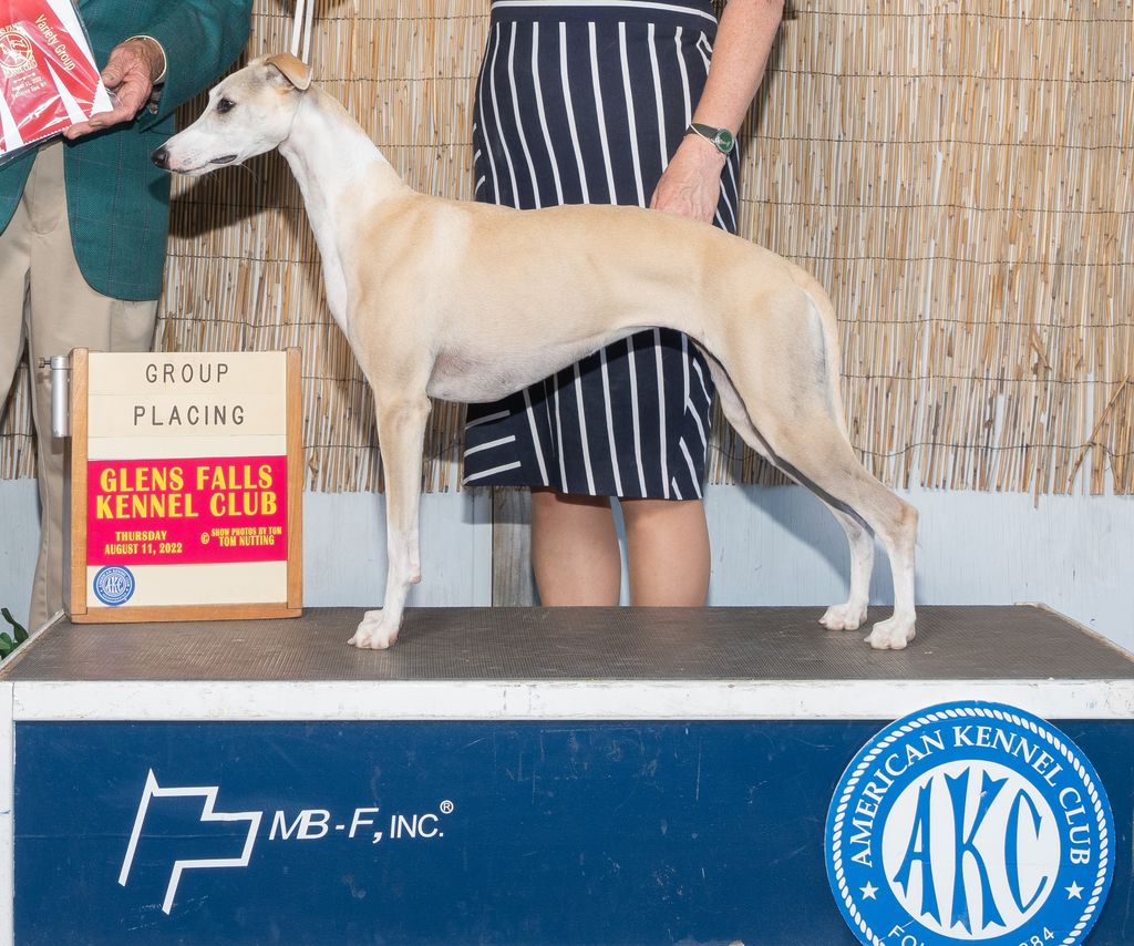Whippet - The Breed Archive